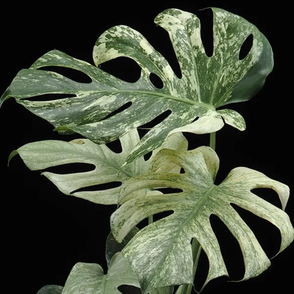 Monstera White Monster - Tissue Culture TC – Tidal Tropicals