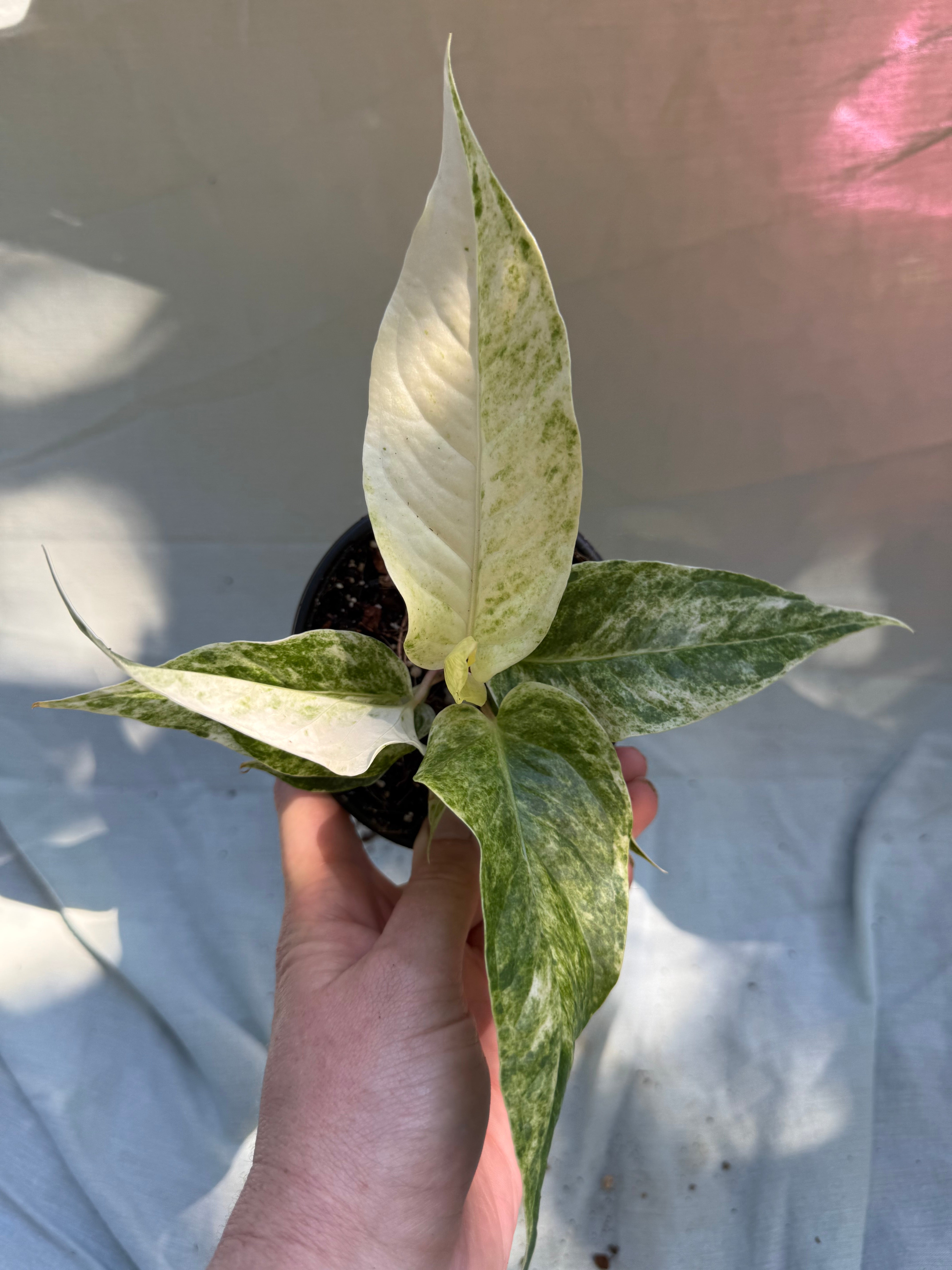 Hookeri Variegated - 4” Pot (Growers Choice) – Tidal Tropicals